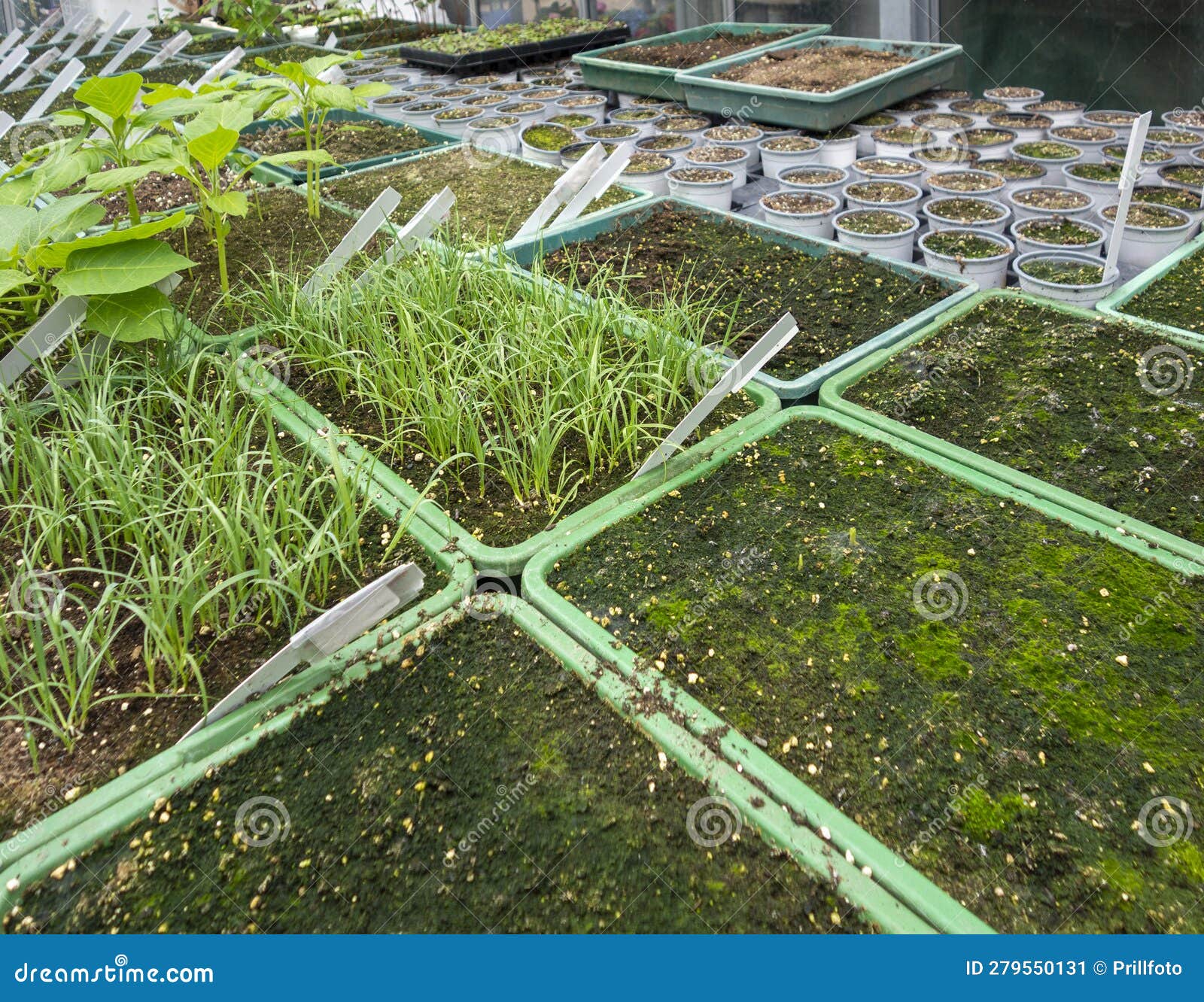 Horticulture scenery stock image. Image of greenhouse - 279550131