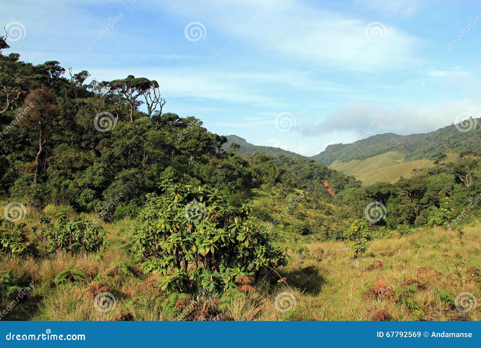 Horton Plains stock image. Image of plains, park, national - 67792569
