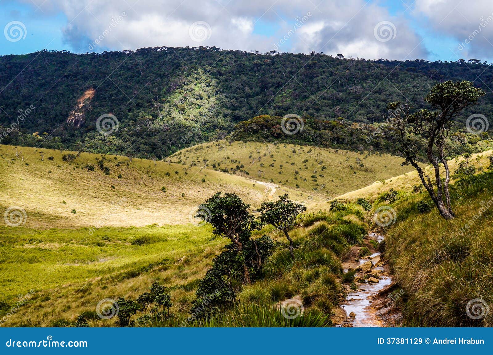 Horton plateau, Srilanka stock image. Image of plains - 37381129