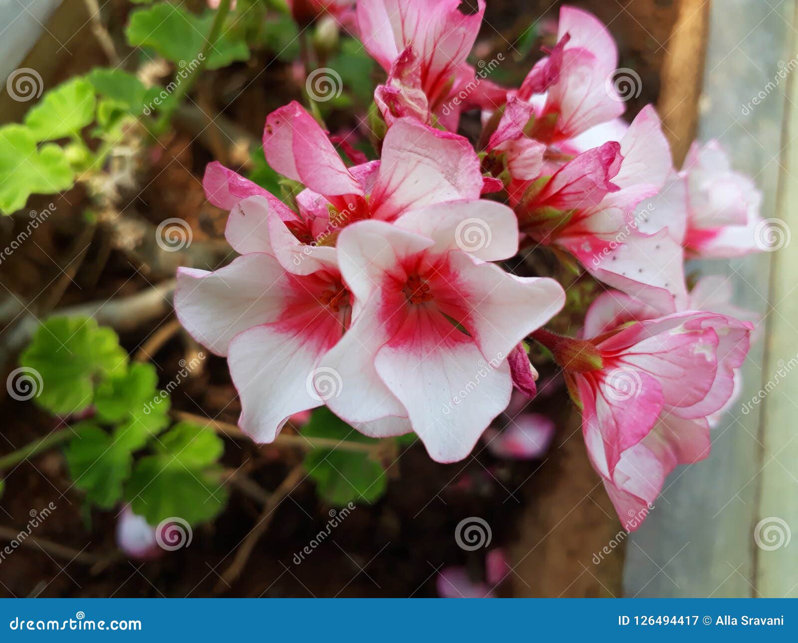 Hortorum del Pelargonium imagen de archivo. Imagen de parque - 126494417