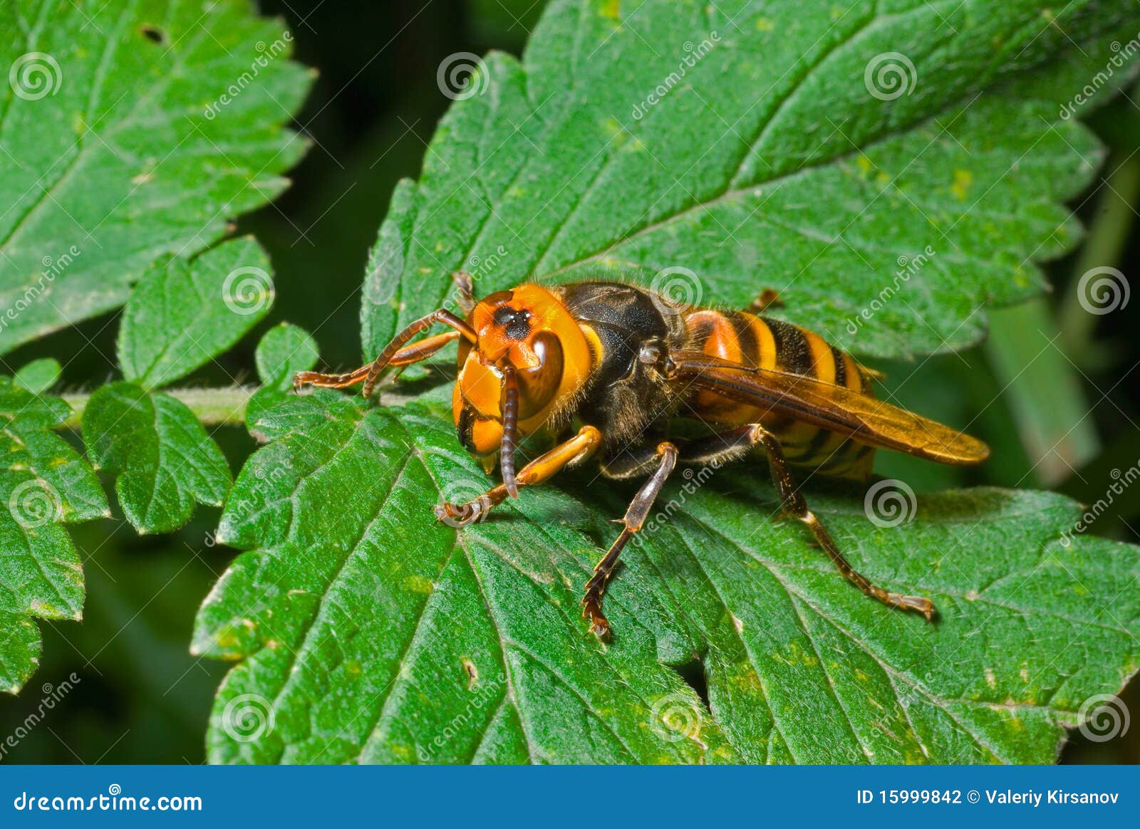 Horzel 1 stock foto. Image of macro, horizontaal, gestreept - 15999842