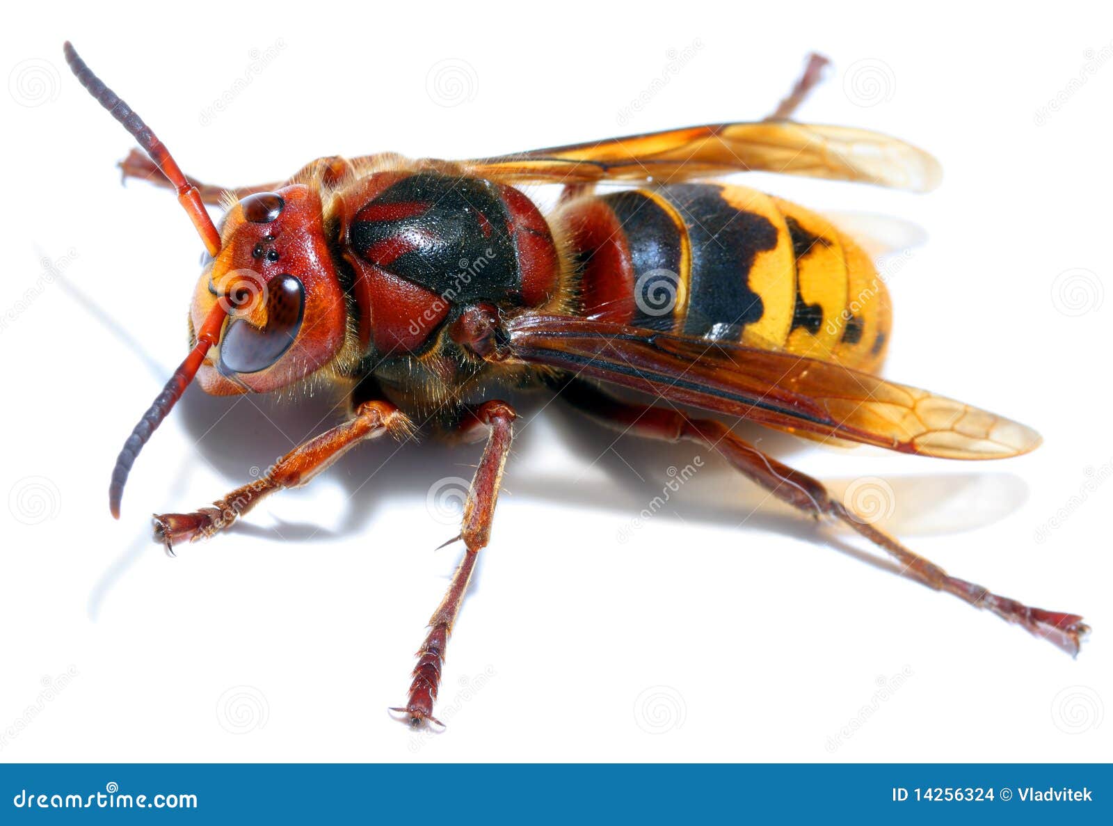 Horzel stock foto. Image of gestreept, nave, wild, hoofd - 14256324