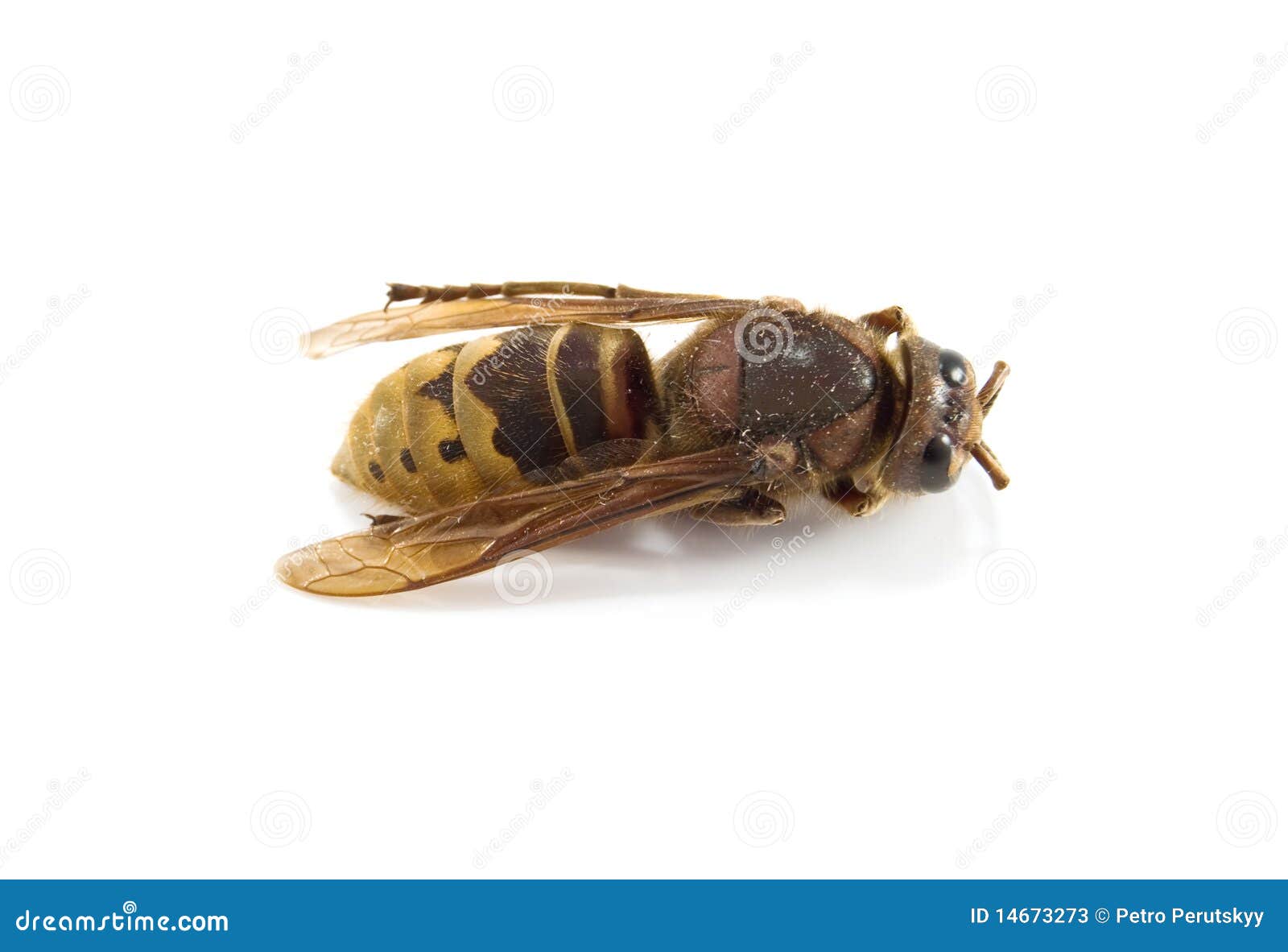 Horzel stock afbeelding. Image of hoofd, bestuiving, vastklemmen - 14673273