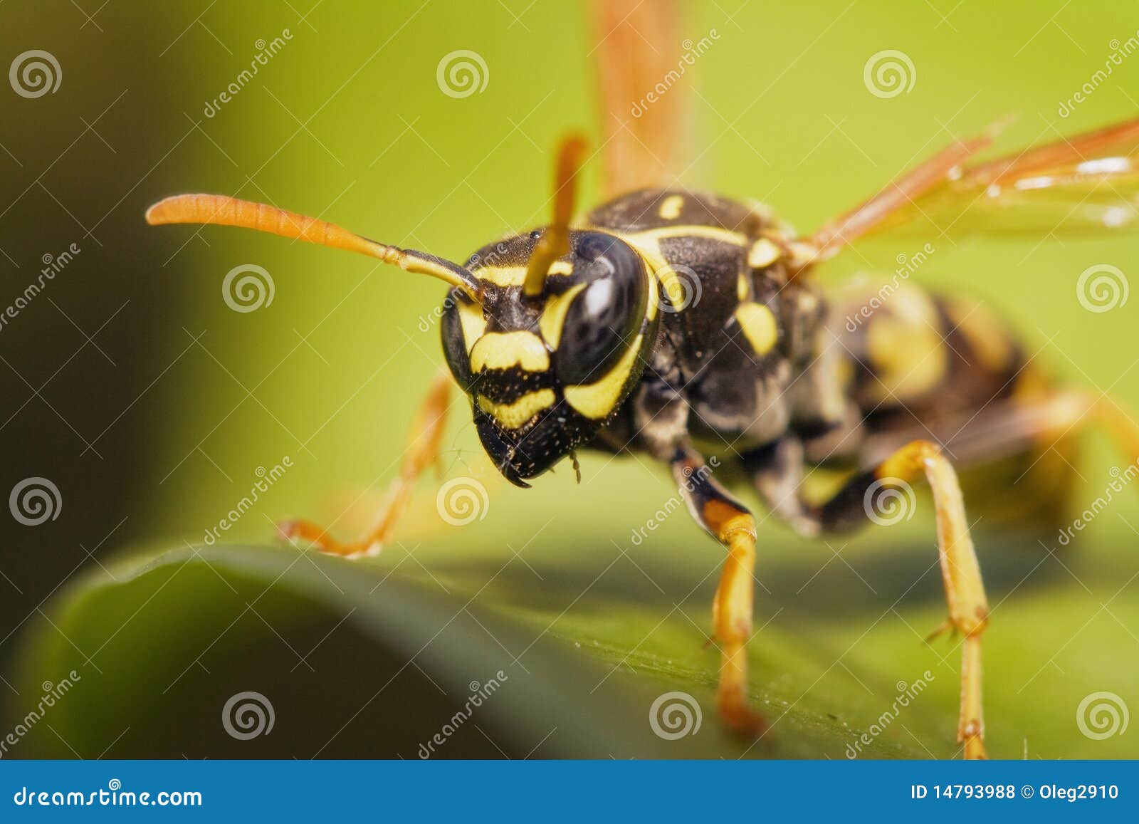 Horzel stock foto. Image of groen, stuifmeel, insect - 14793988