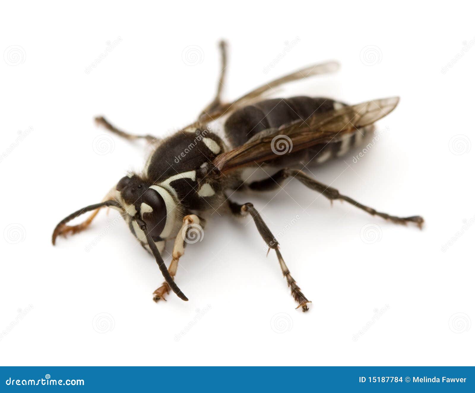 Horzel stock foto. Image of wesp, aangezicht, kaal, schot - 15187784