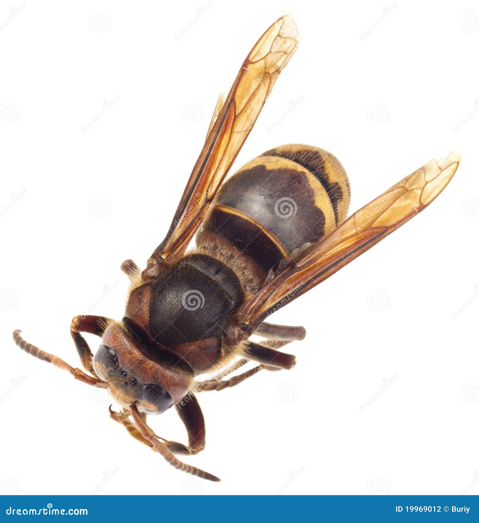 Horzel stock foto. Image of reactie, gevaar, zwart, gevaarlijk - 19969012