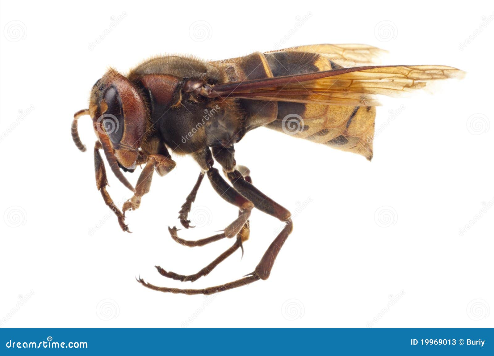 Horzel stock afbeelding. Image of reactie, elegant, ongedierte - 19969013