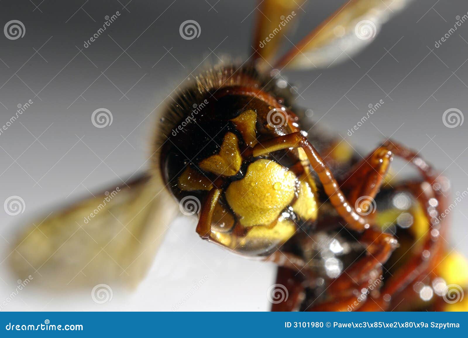 Horzel stock foto. Image of dier, vleugel, sluit, schepsel - 3101980