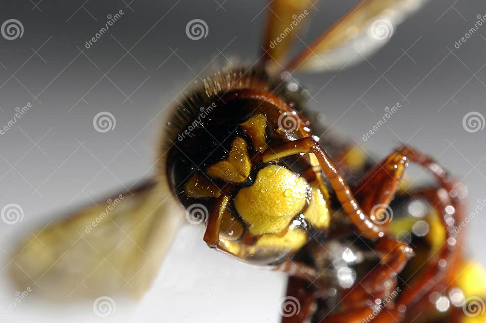 Horzel stock foto. Image of dier, vleugel, sluit, schepsel - 3101980