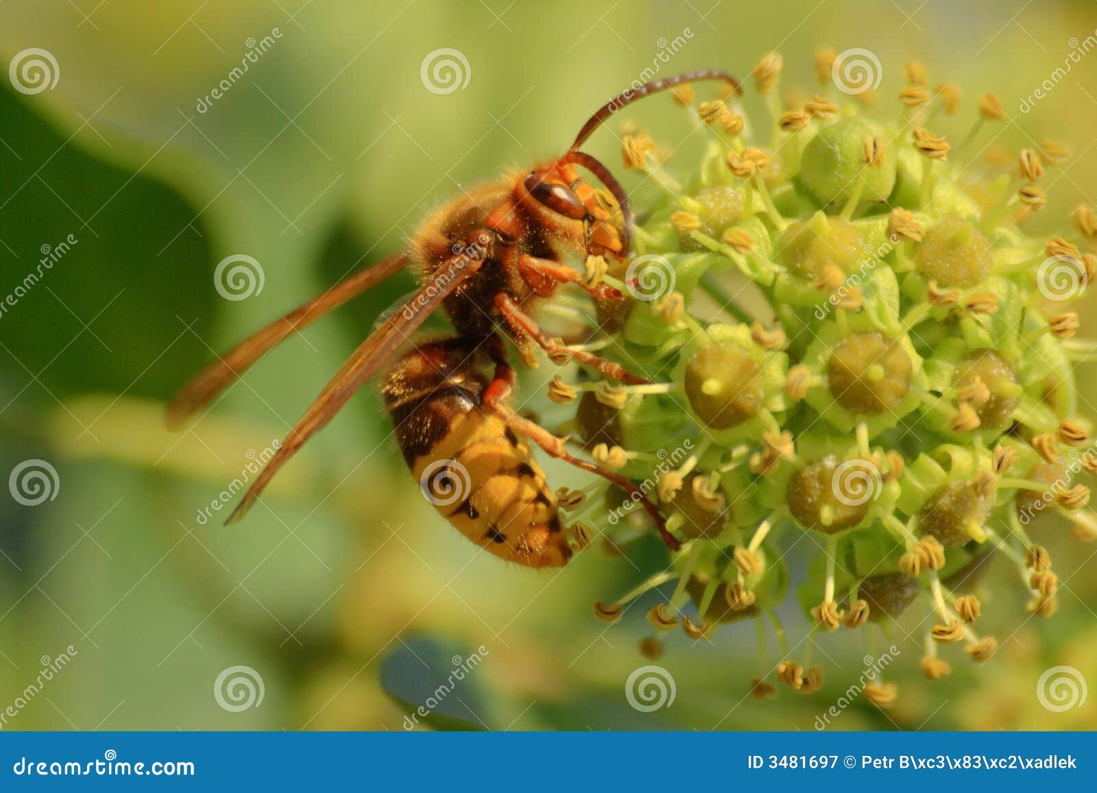 Horzel stock afbeelding. Image of gevaar, gegevens, vlieg - 3481697