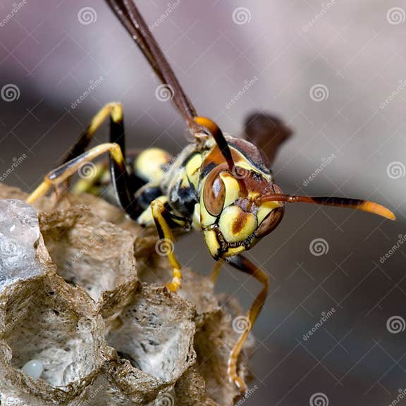 Horzel stock foto. Image of trillend, macro, nave, kleur - 3666604