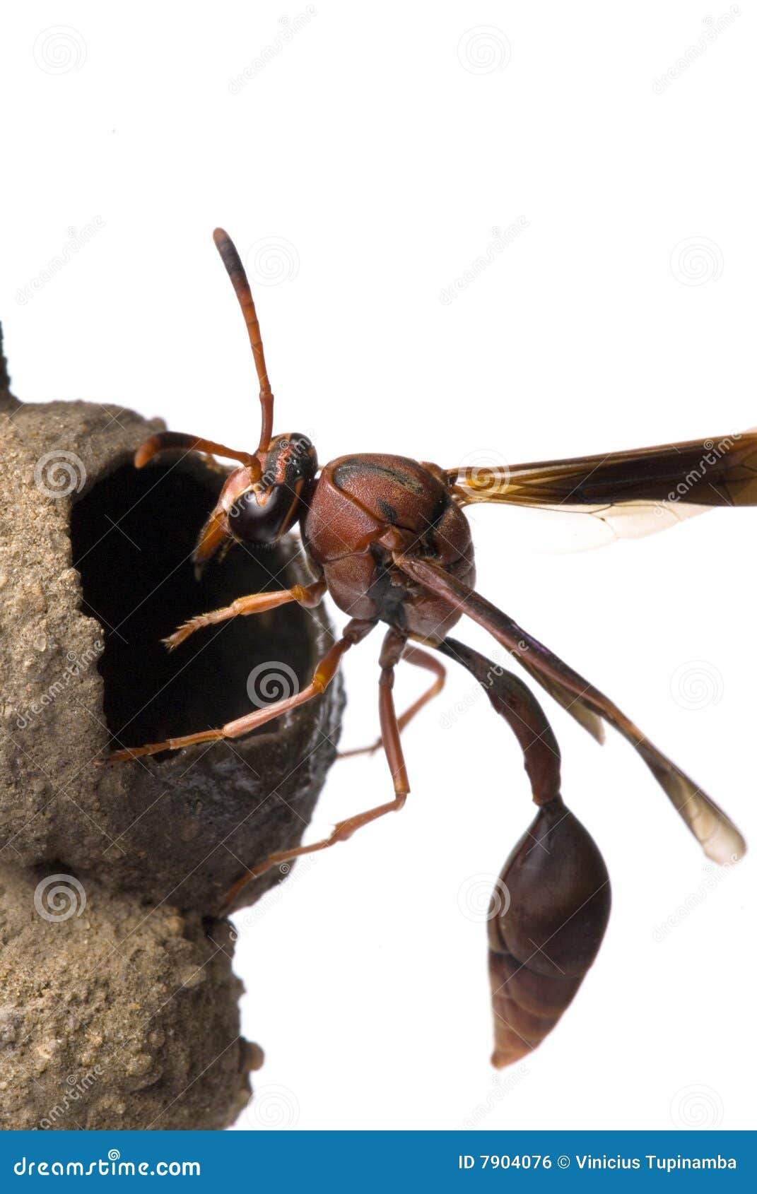 Horzel stock foto. Image of insect, prikkel, nesten, rood - 7904076