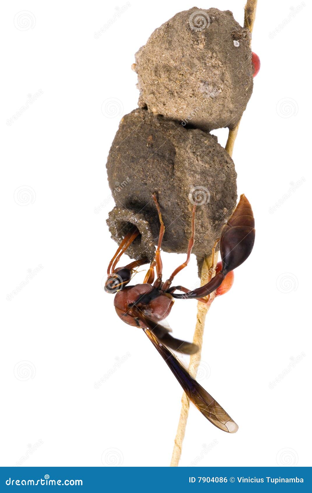 Horzel stock foto. Image of wesp, insect, zwart, steek - 7904086