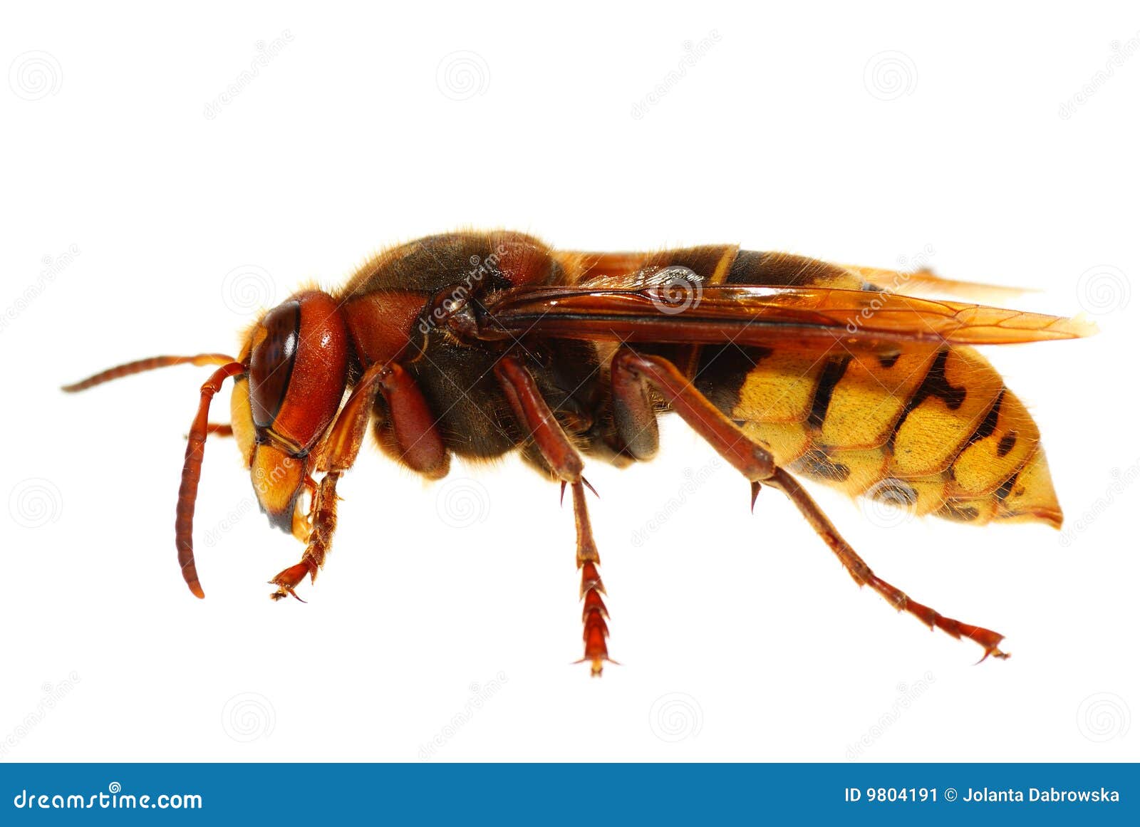 Horzel stock afbeelding. Image of insect, dier, zoölogie - 9804191