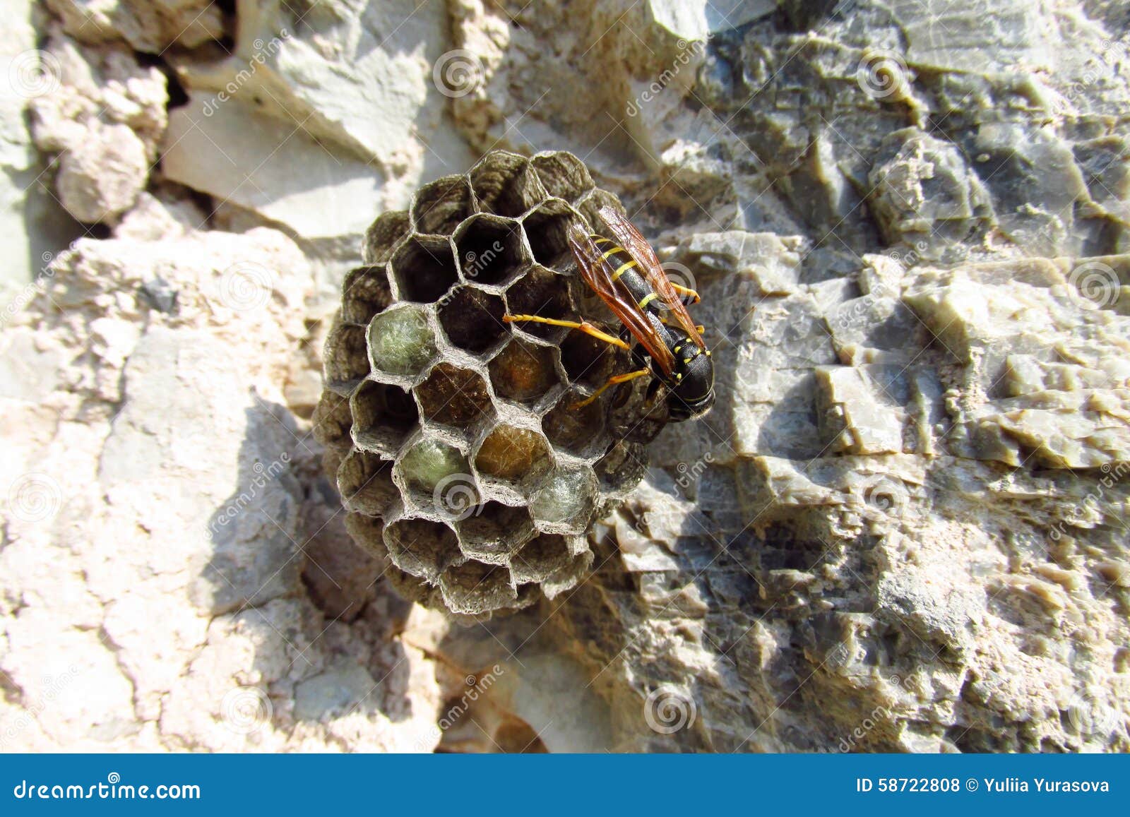 Horzel bij het nest stock foto. Image of ongedierte, openlucht - 58722808