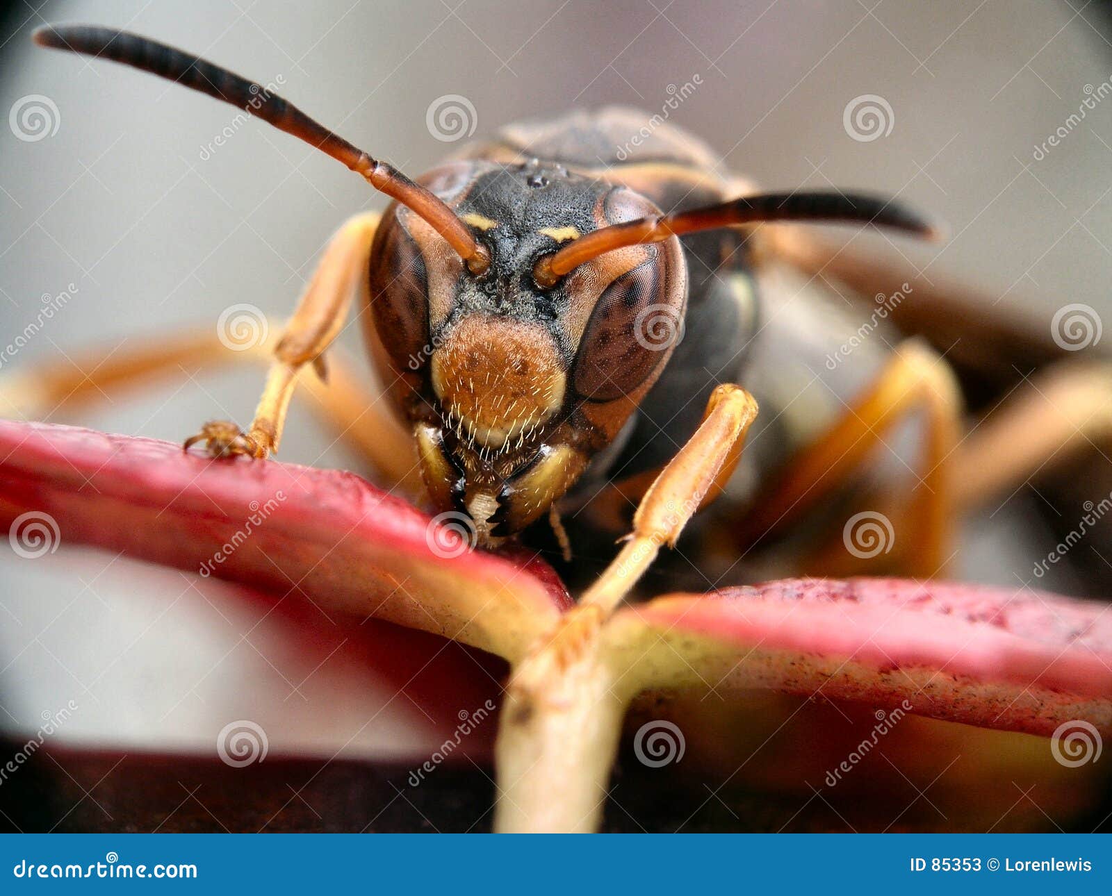 Horzel op een blad stock afbeelding. Image of dreig, gevaar - 85353