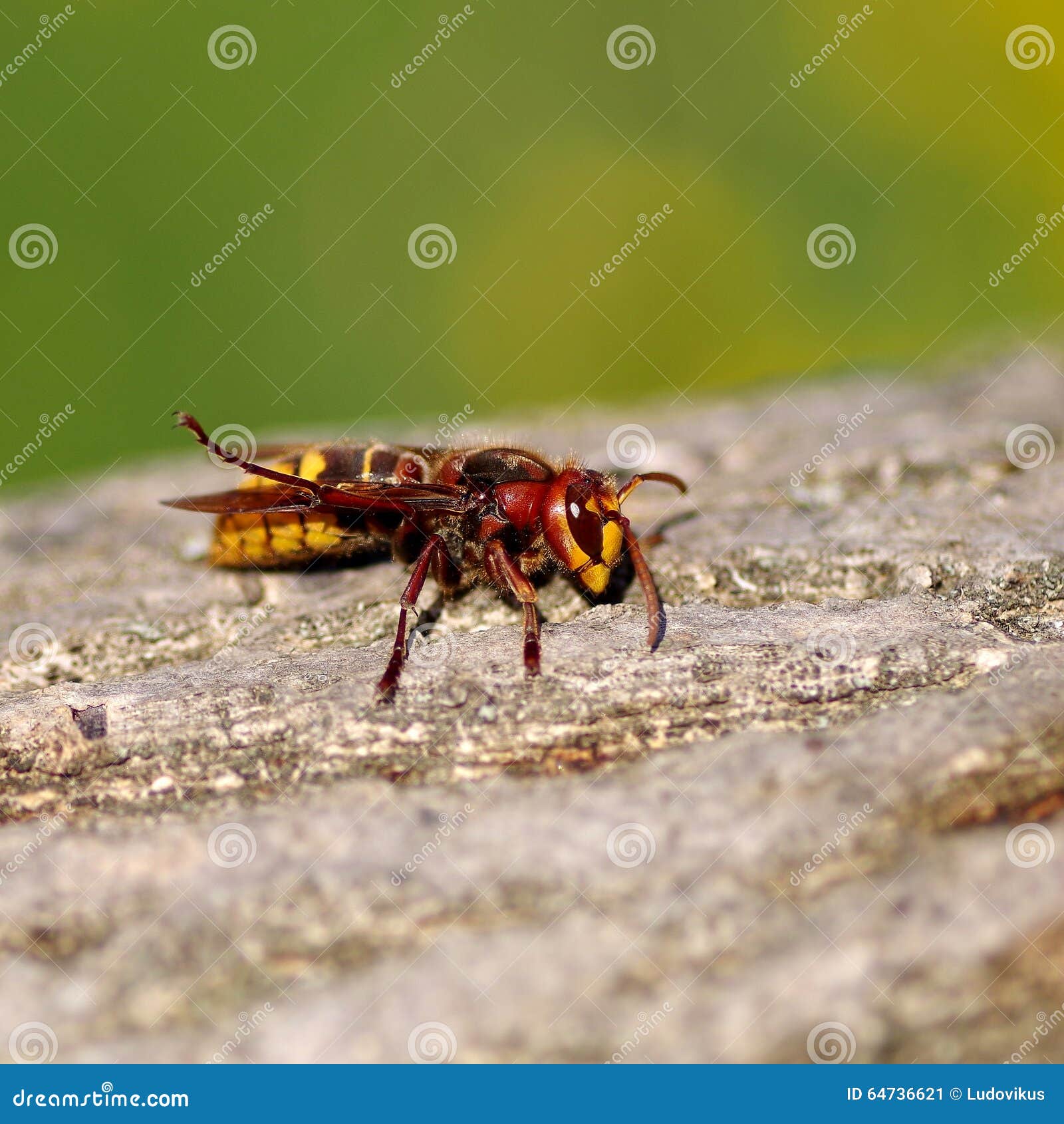 Horzel Op Een Houten Schors Stock Afbeelding - Image of rood, zwart ...