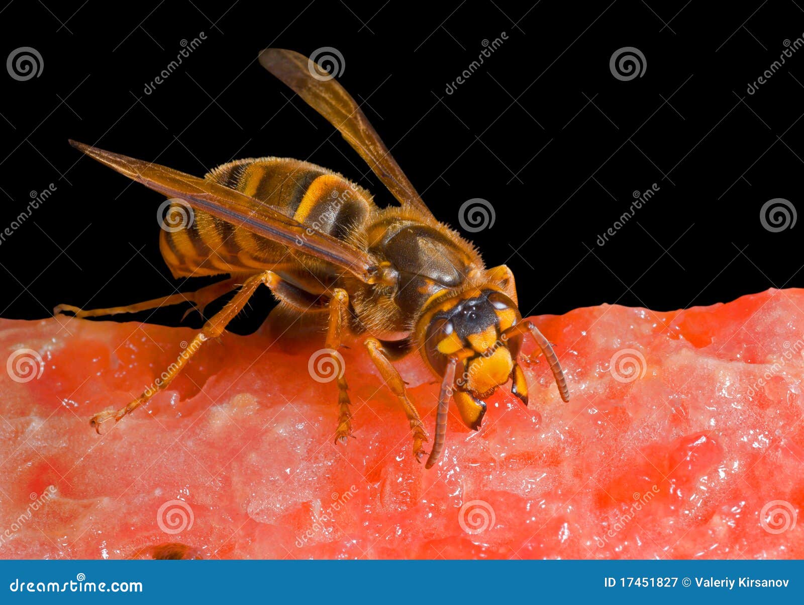 Horzel op watermeloen 3 stock afbeelding. Image of openlucht - 17451827