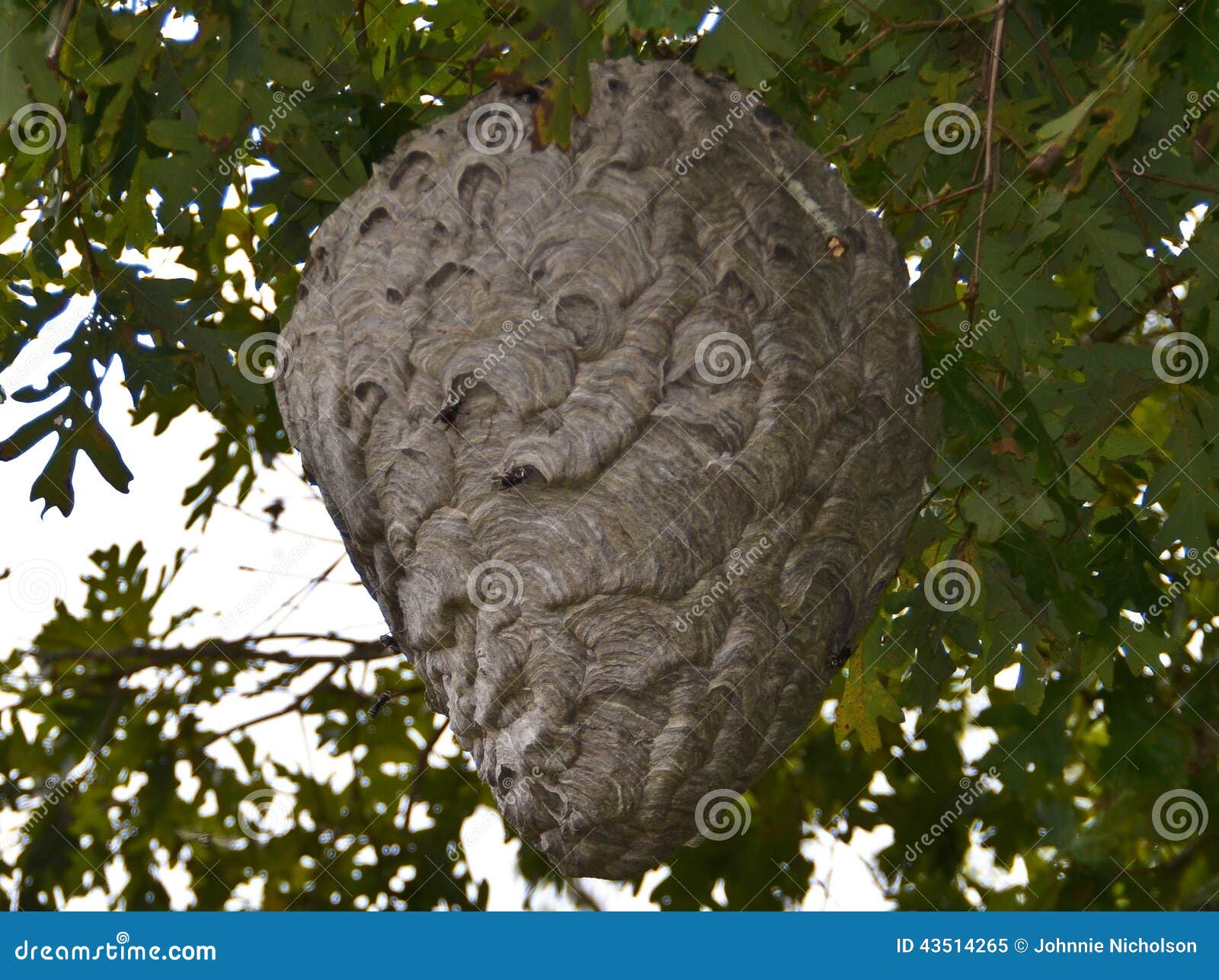 Horzelnest stock afbeelding. Image of bomen, insect, kolonie - 43514265
