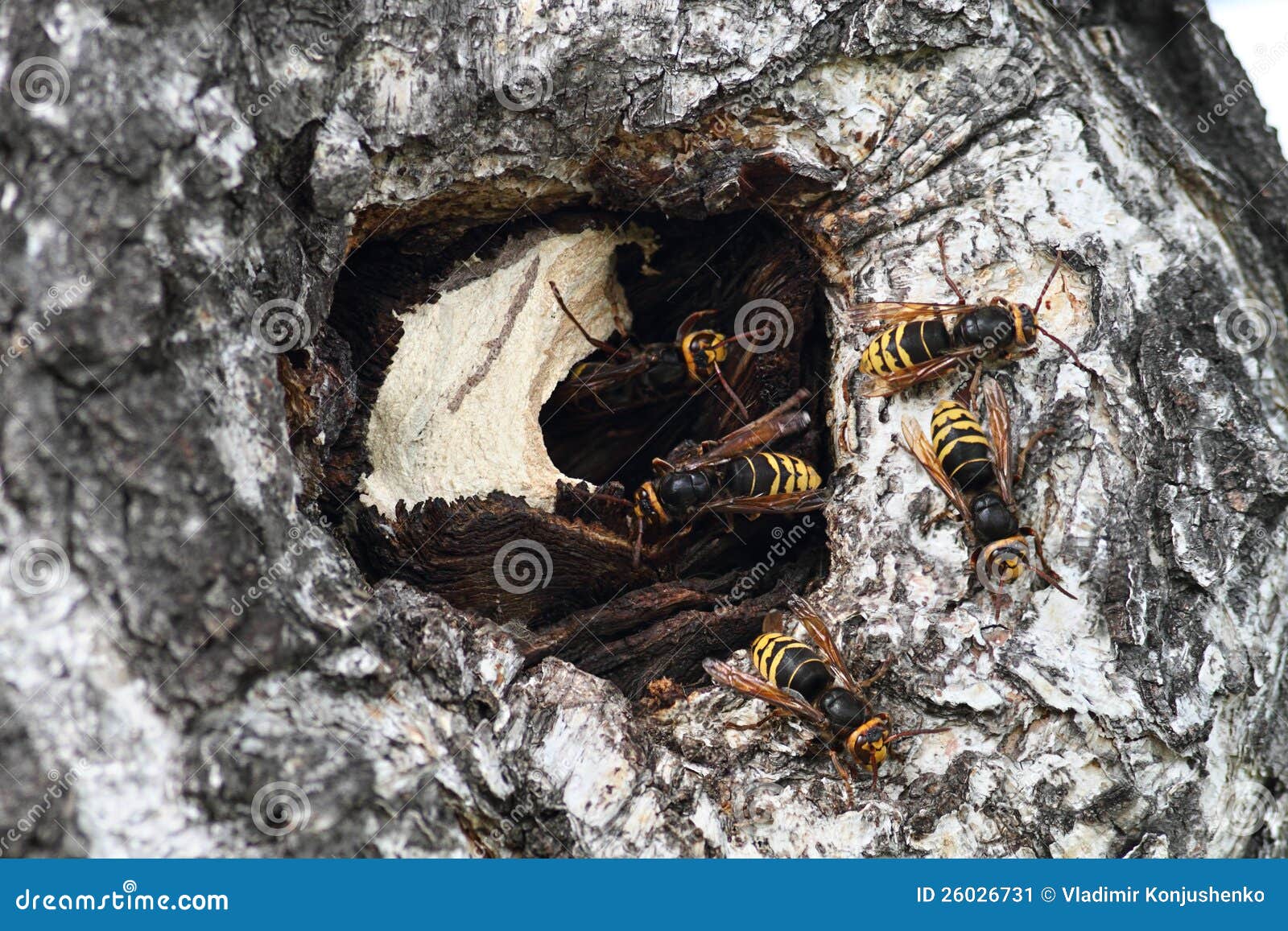 Horzels stock afbeelding. Image of wesp, nesten, boom - 26026731