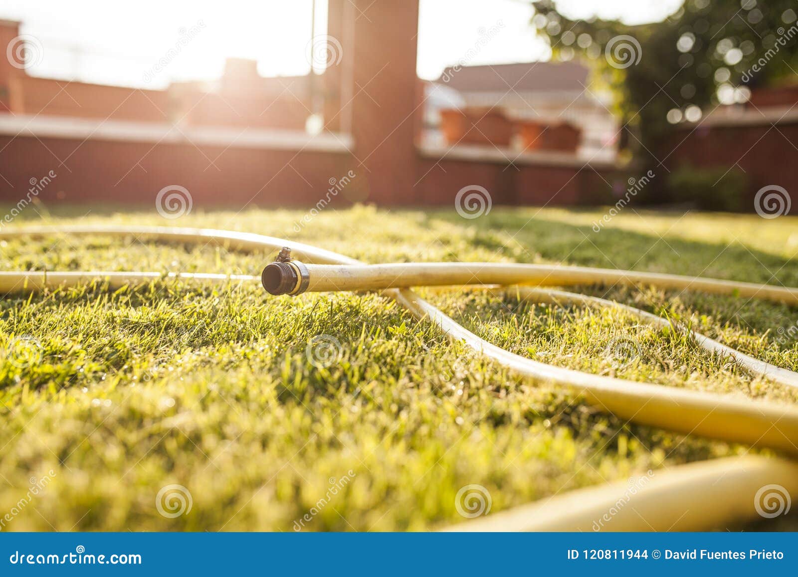 Hose Deployed on the Garden Grass Stock Photo - Image of garden, curled ...