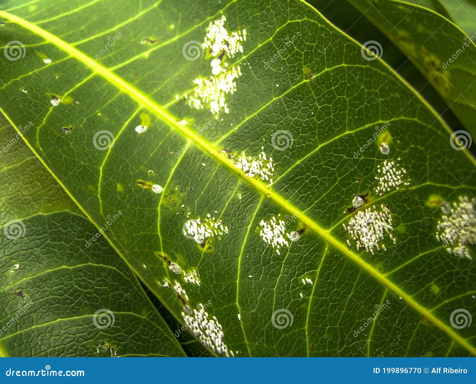 Hose Leaf Infected by White Mango Scale Aulacaspis Tubercularis Stock ...