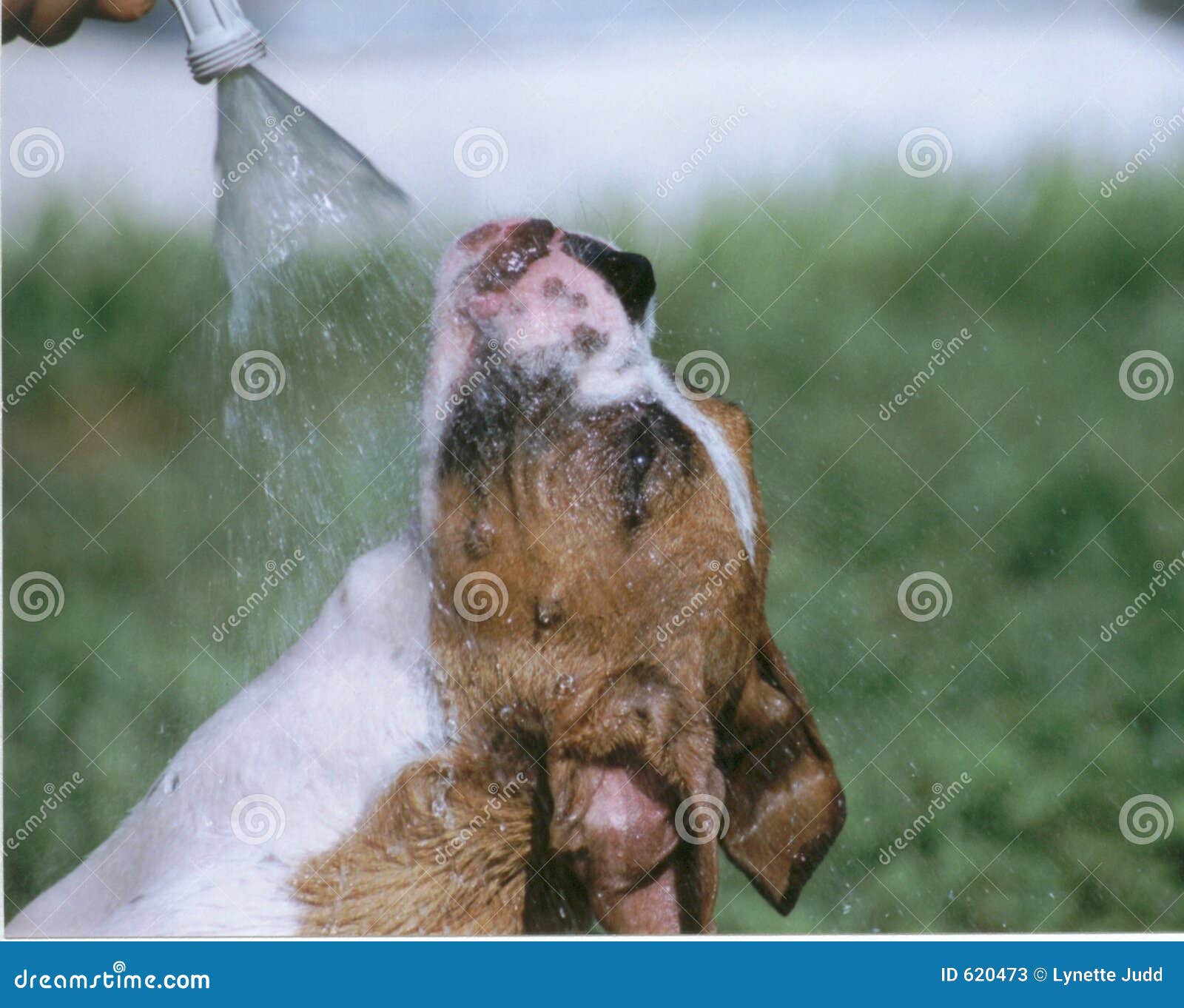 Hosing Down the Dog stock image. Image of enjoying, heat - 620473