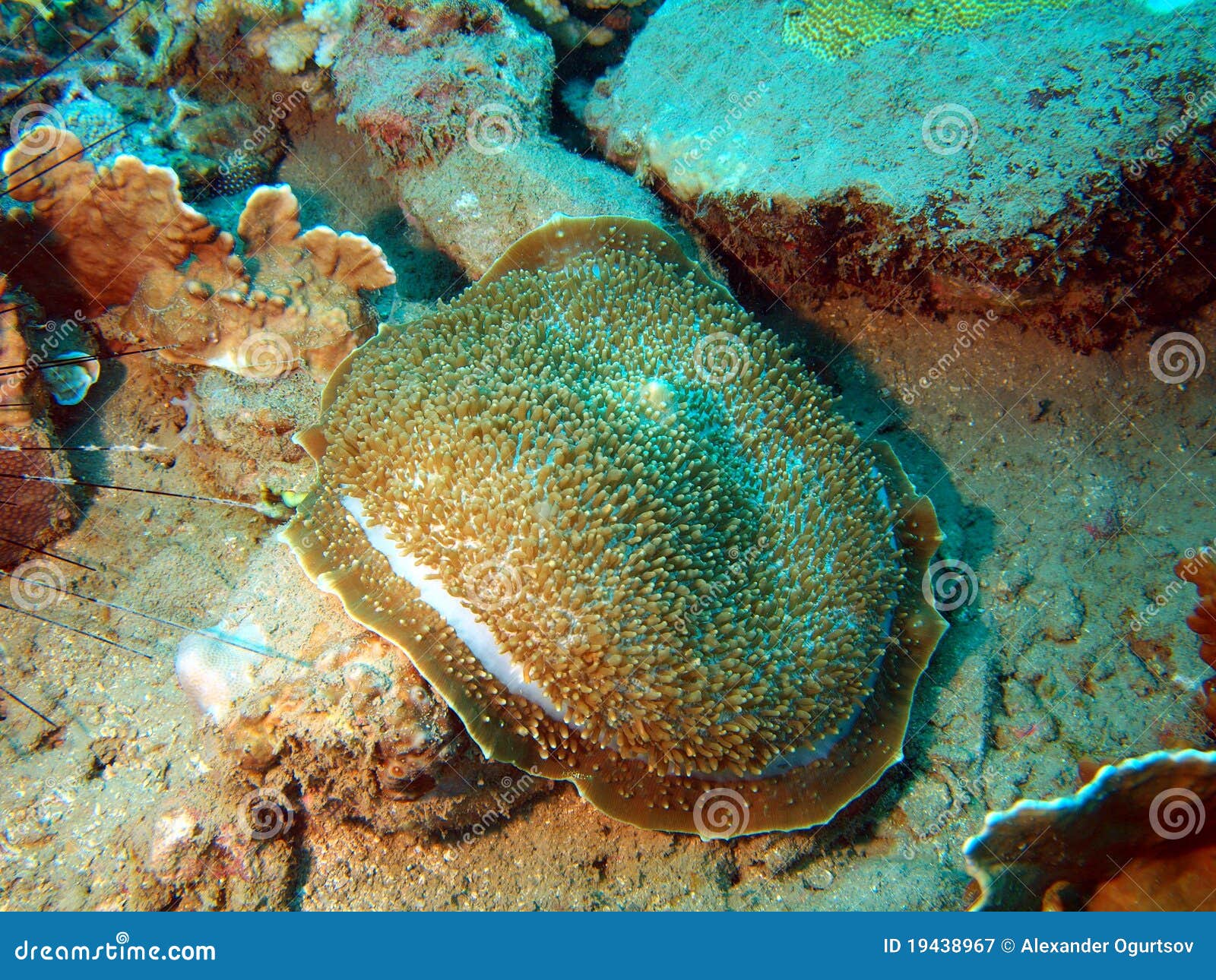 Host anemone stock image. Image of dive, water, vietnam - 19438967