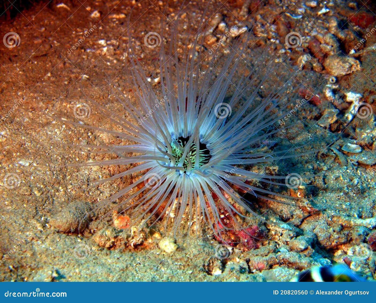 Host anemone stock photo. Image of world, animals, nature - 20820560