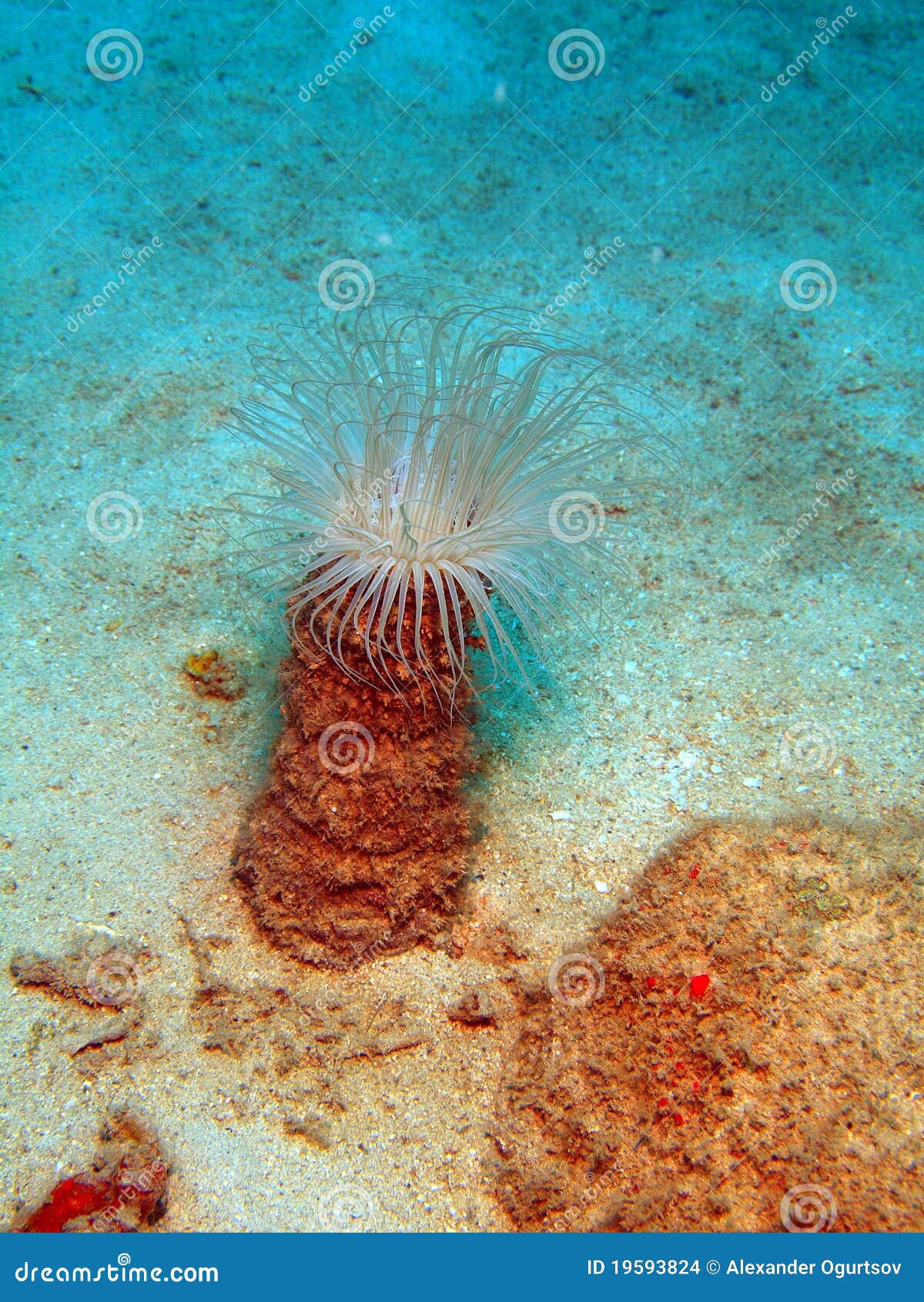 Host Anemone, Vietnam, Nha Trang Stock Photo - Image of anemone, world ...