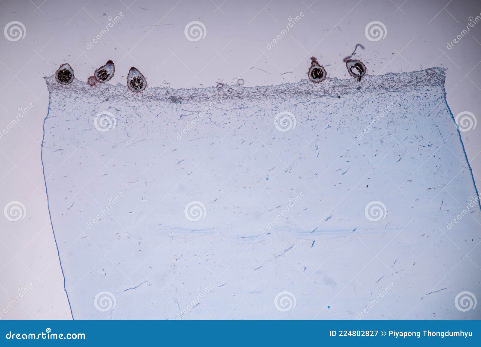 Inside Microscope View At Histology Glass Slide Stock Photo ...