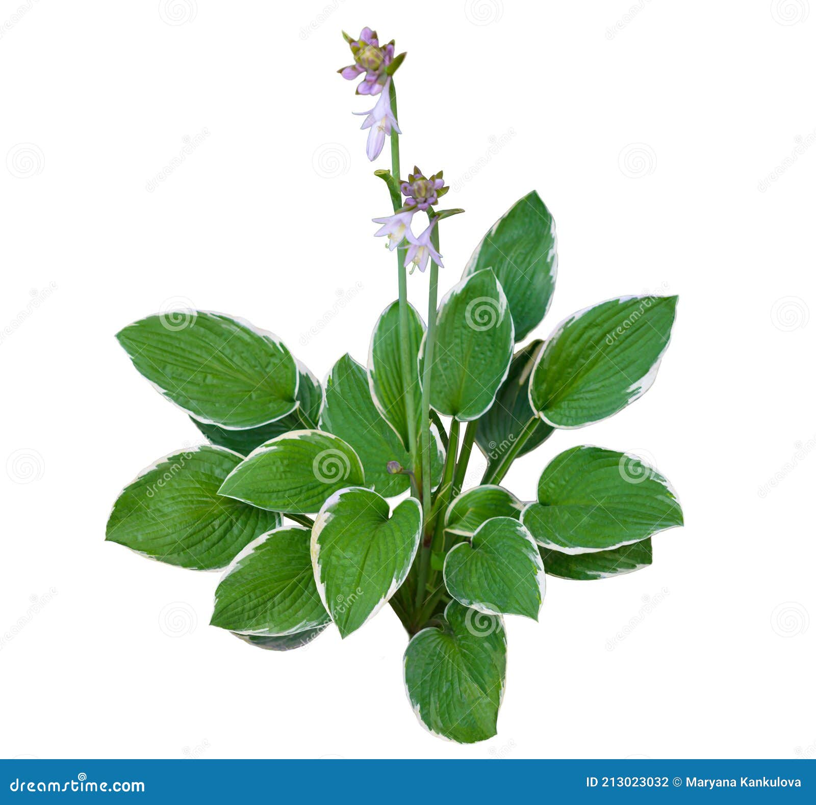 The Host of the Flower Grows on the Ground. Flowering Plants Host Stock ...