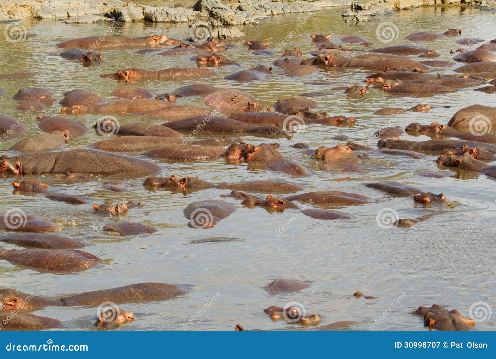 Host of hippos stock image. Image of water, herbivore - 30998707