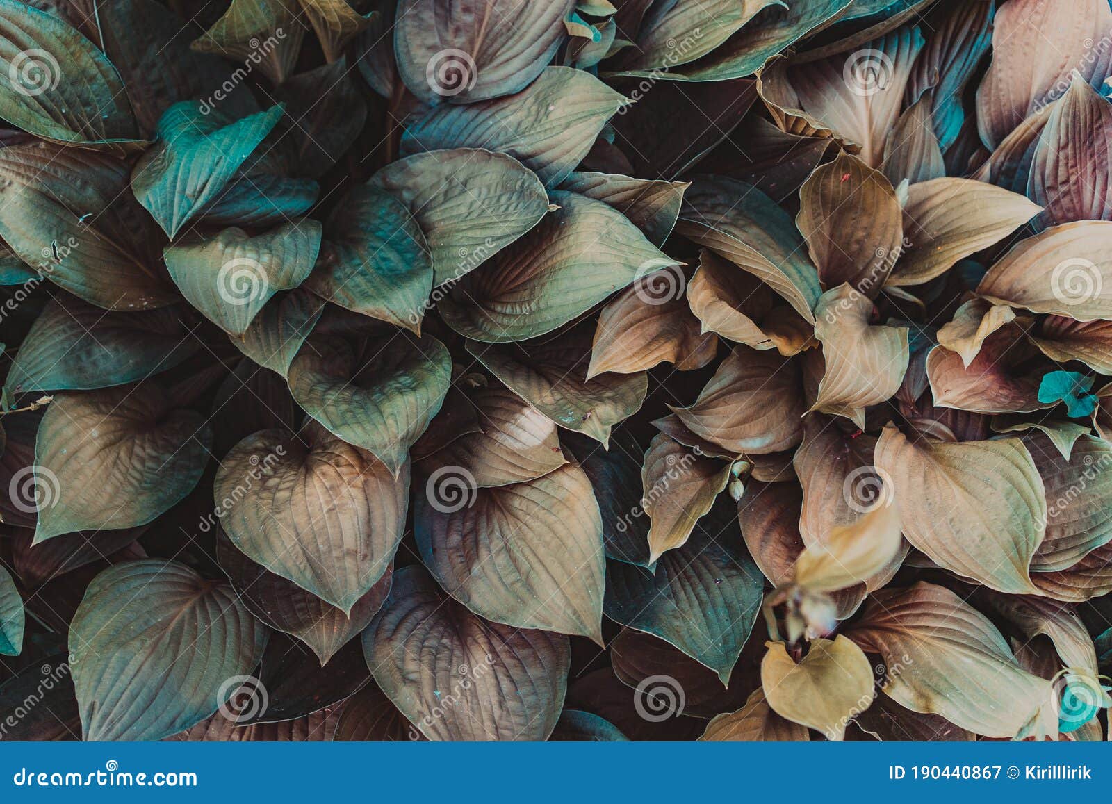 Host Leaves after Rain with Water Drops. Variegated Yellow-green Leaves ...