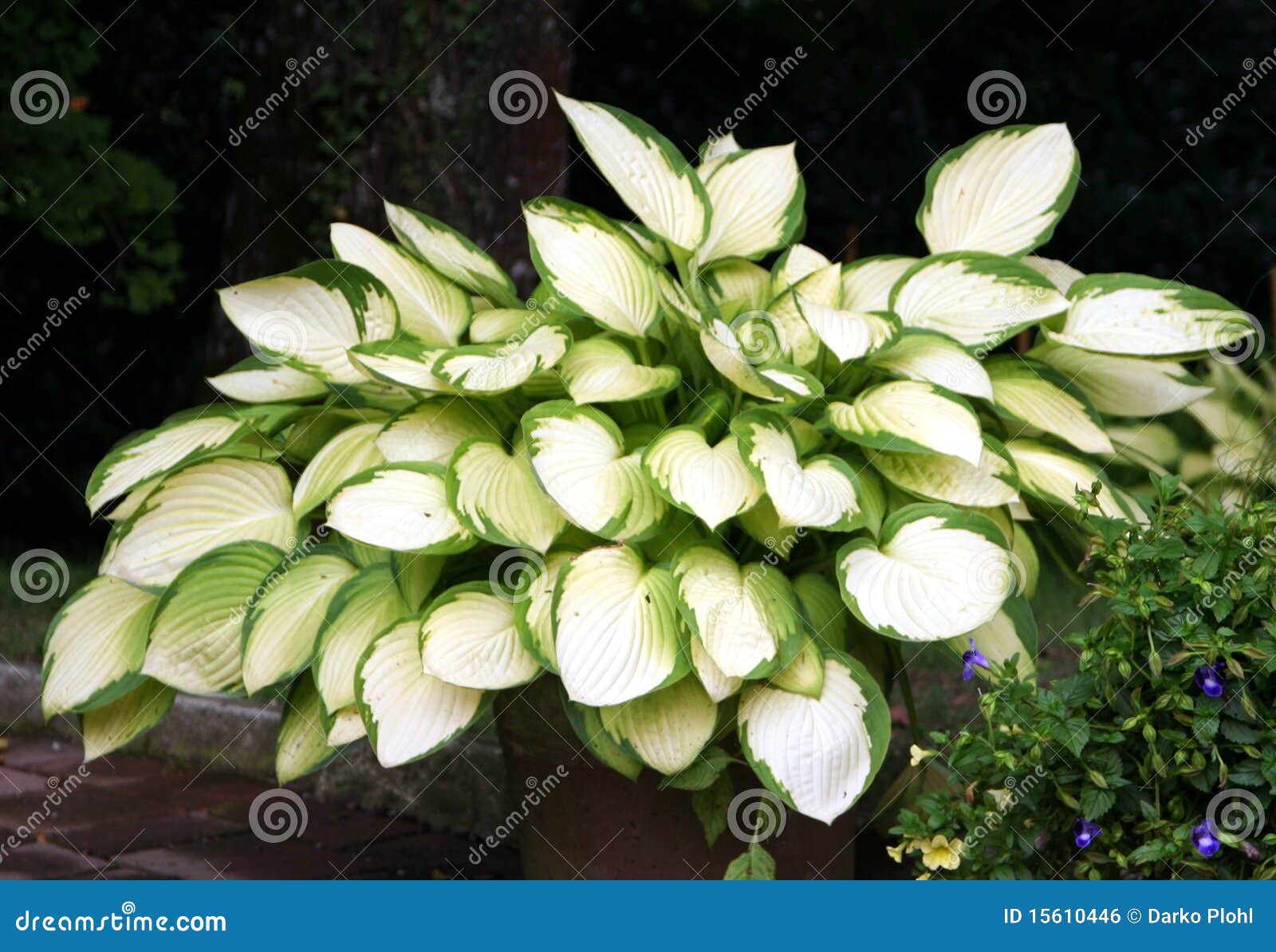 Hosta stock photo. Image of shadow, colored, plant, selected - 15610446