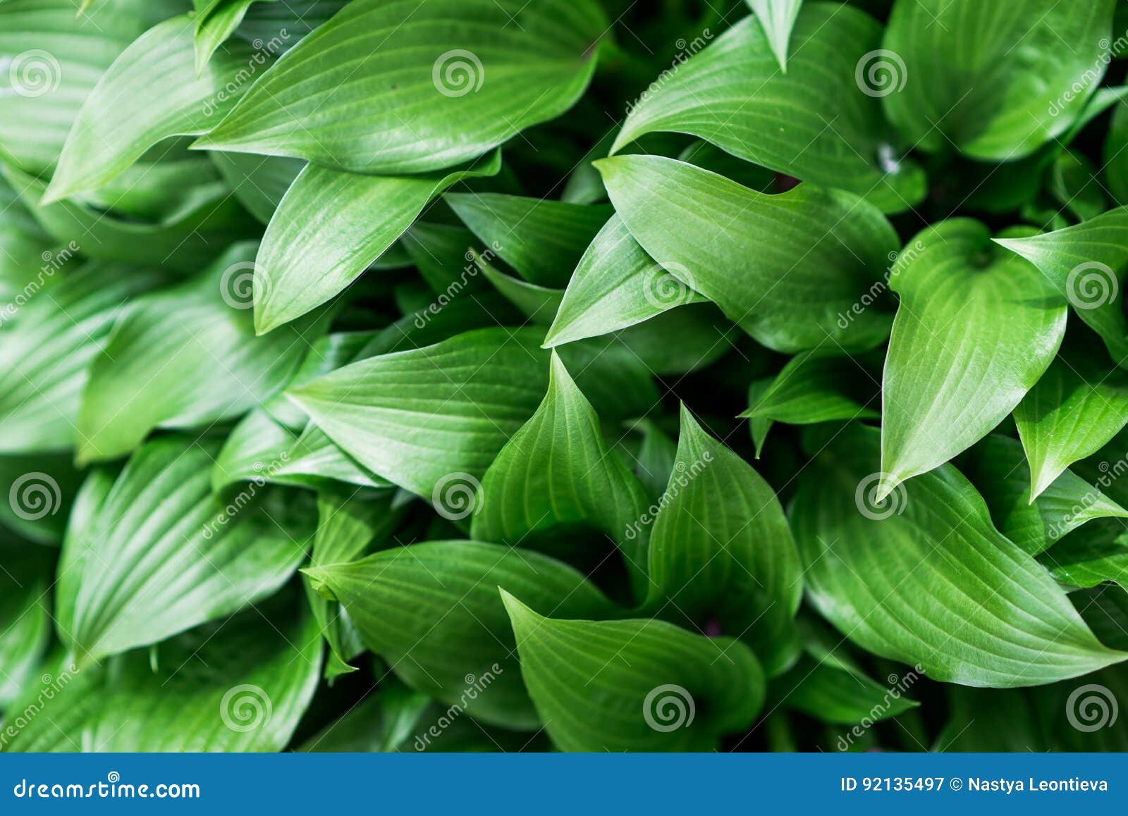 Hosta stock image. Image of hosta, april, easter, blurred - 92135497