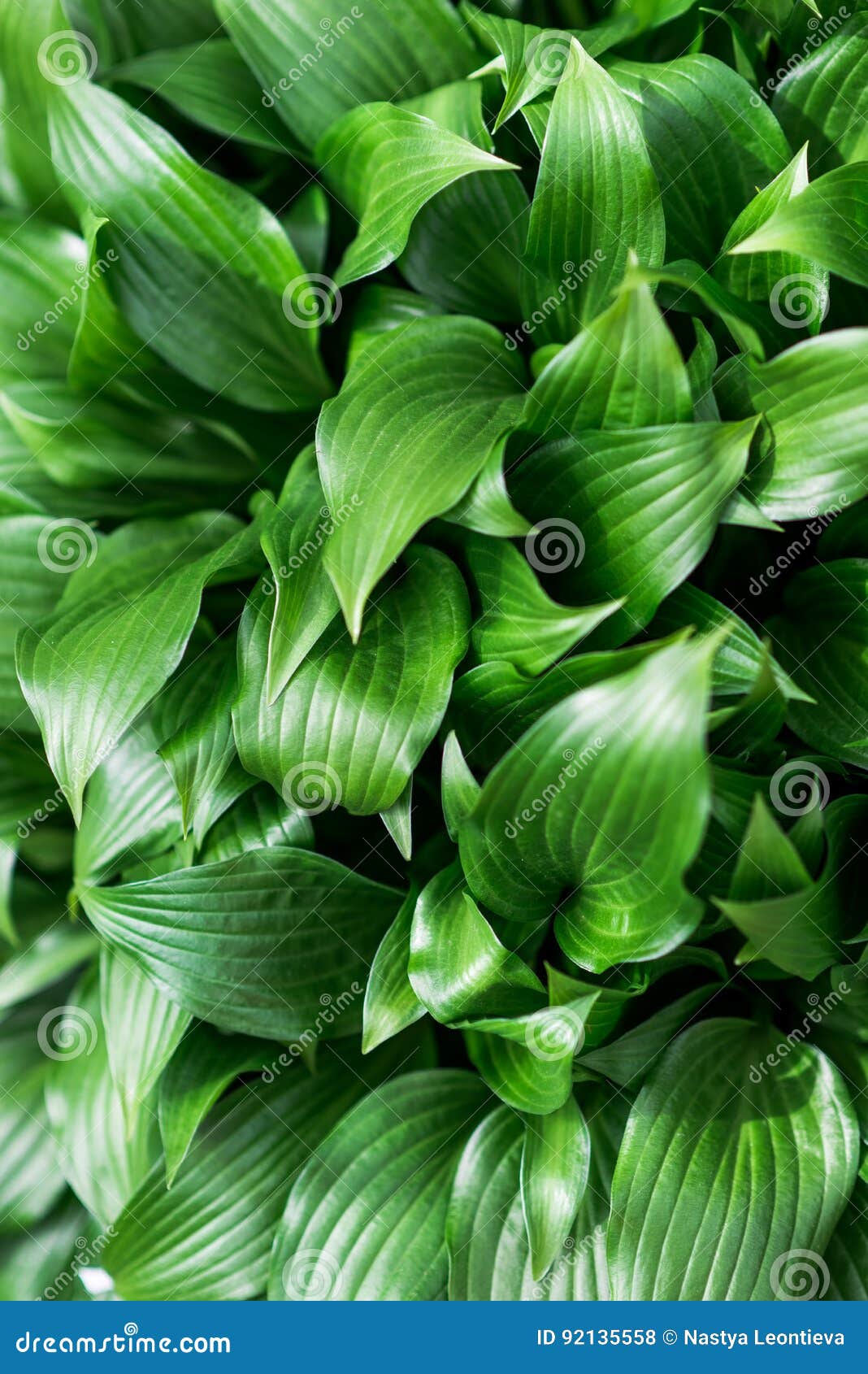 Hosta stock photo. Image of fashion, japanese, flower - 92135558