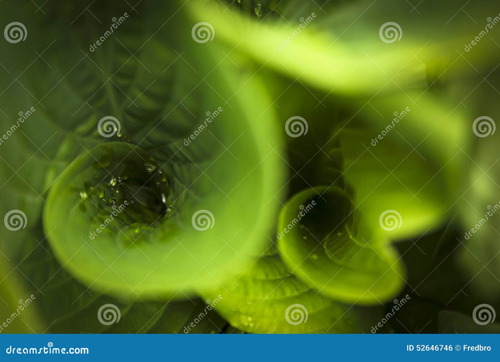 Hosta stock photo. Image of foliage, closeup, botanical - 52646746