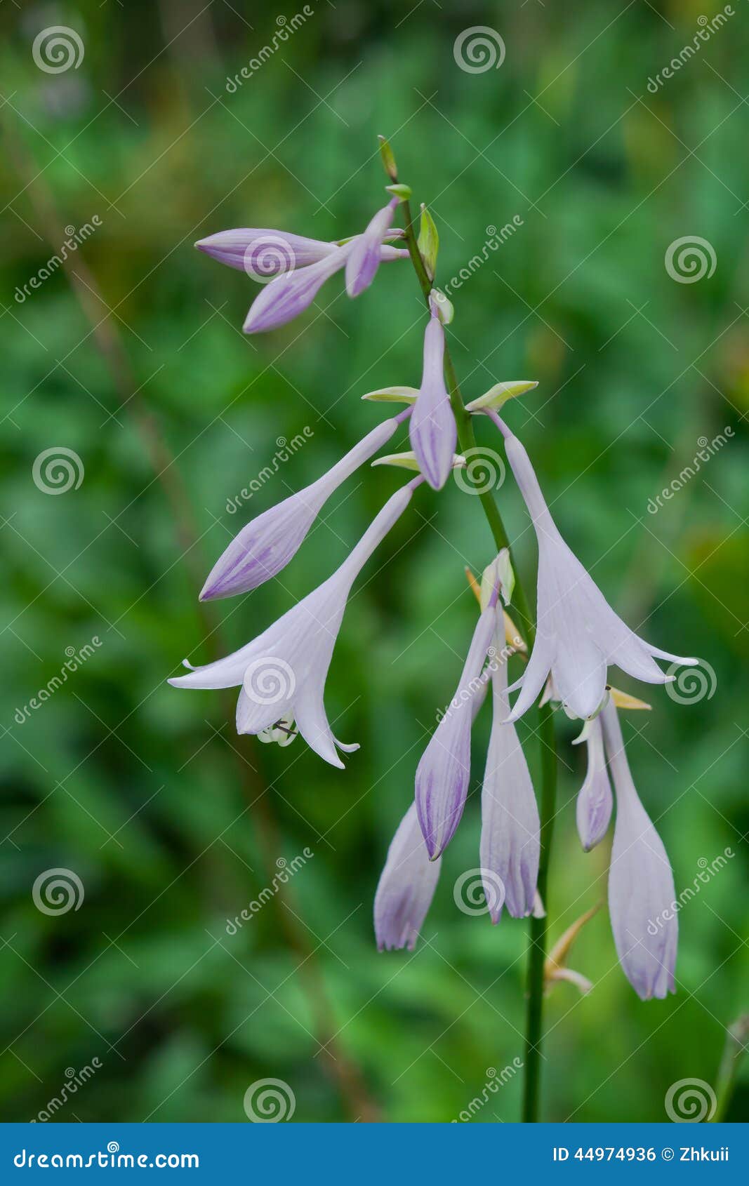 A Hosta stock photo. Image of freshness, backyard, green - 44974936