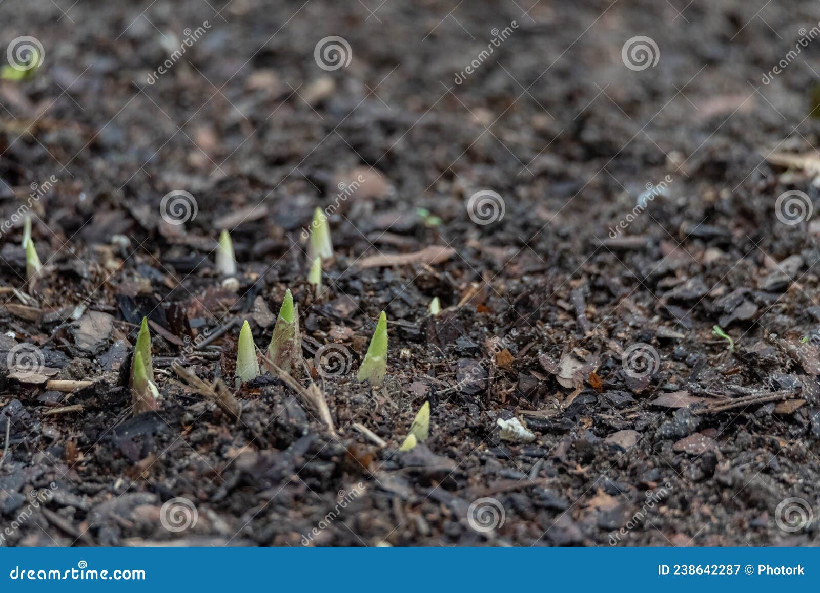 Hosta, Emerging Plants. Germinating Bulb Plants, Spring in the Garden ...