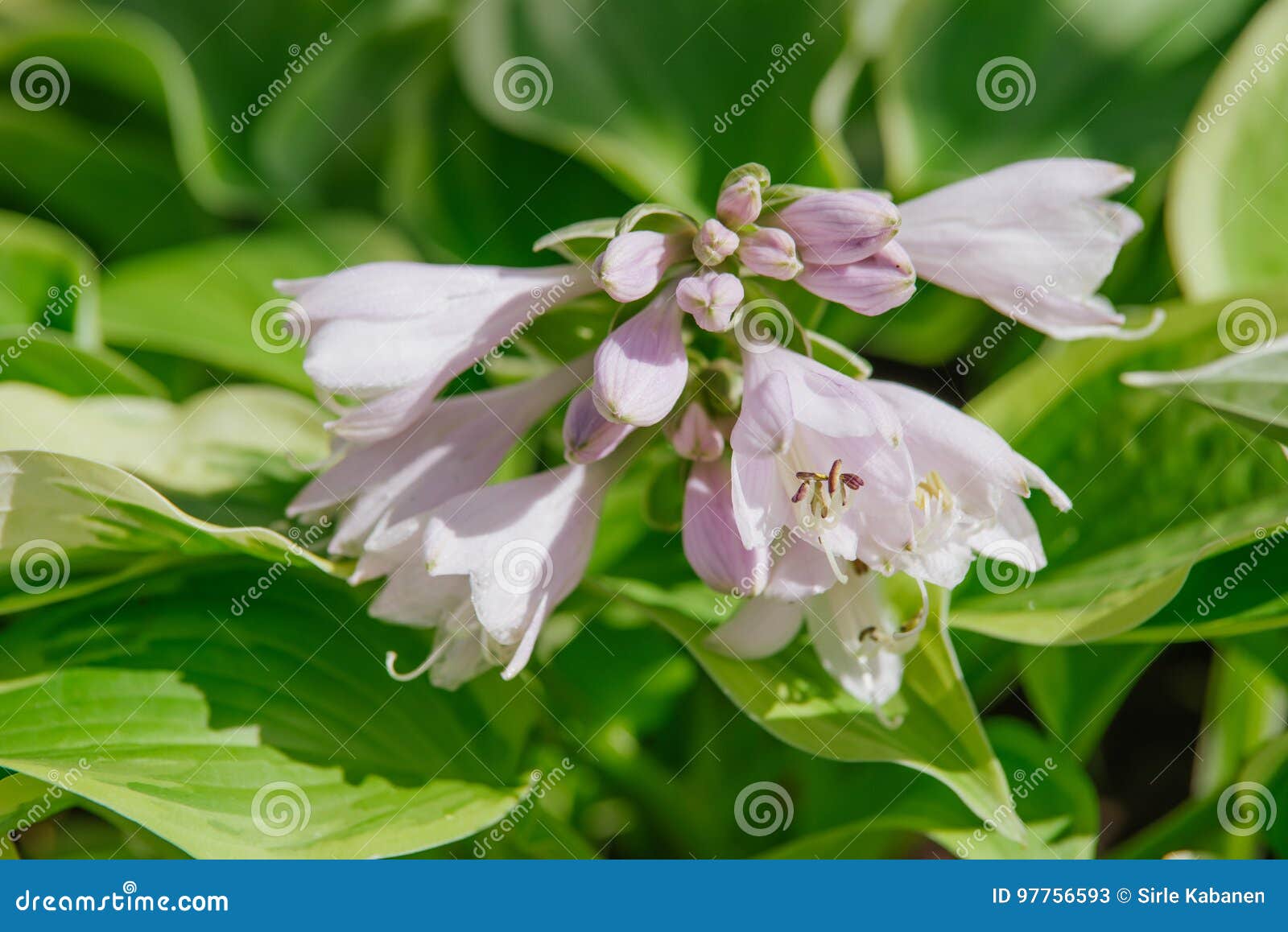 Hosta stock image. Image of flower, beautiful, flora - 97756593