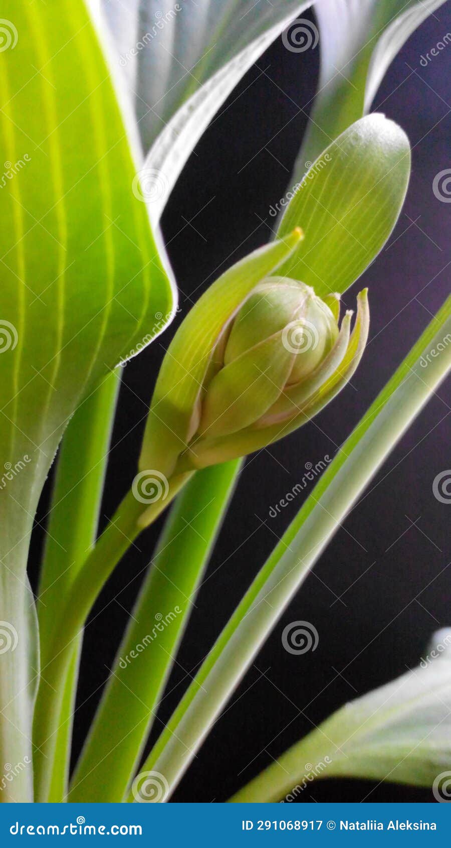Hosta Flower Bud on Black Background Stock Image - Image of hosta, leaf ...