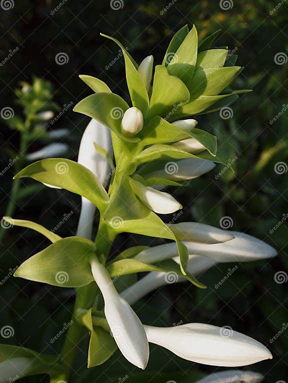 Hosta flower buds stock photo. Image of plant, side, flower - 31156264
