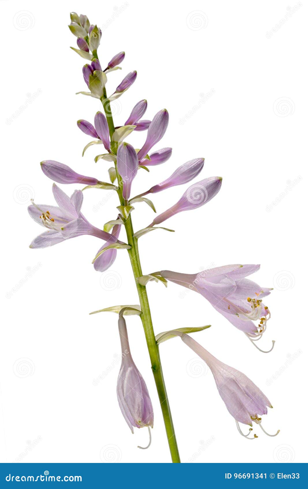 Hosta stock image. Image of object, botanical, closeup - 96691341