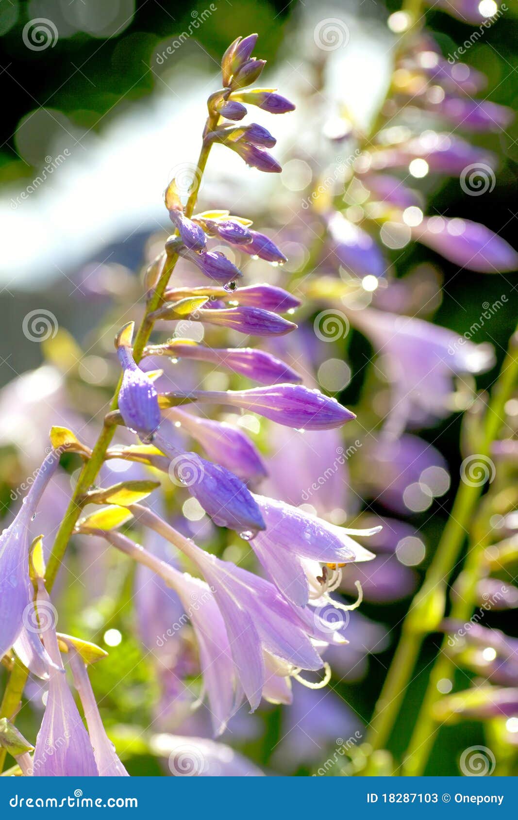 Hosta Flowers stock image. Image of spike, drop, rain - 18287103