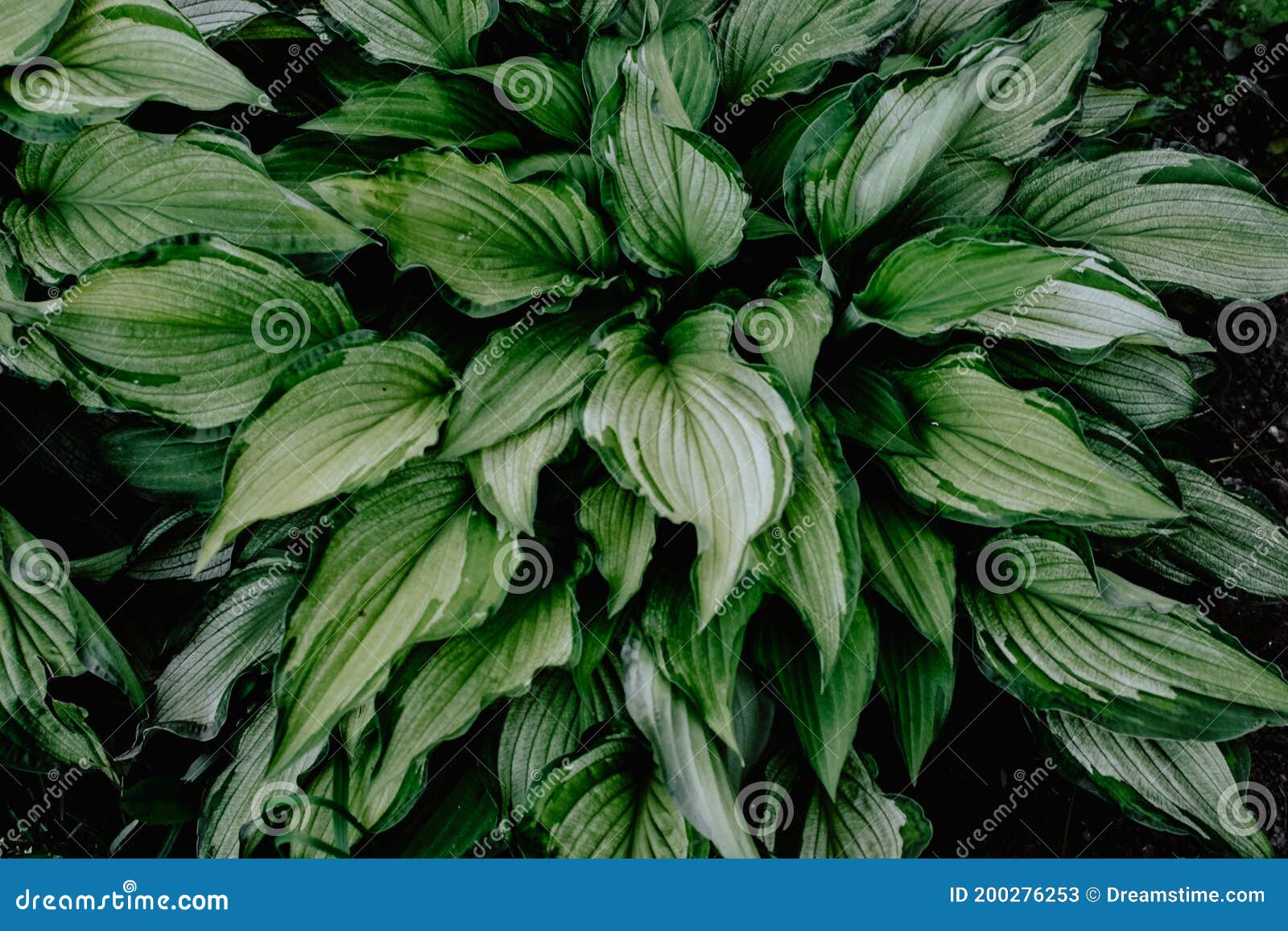 Hosta Foliage Background. Wallpaper with Green Plant Leaves Stock Image ...
