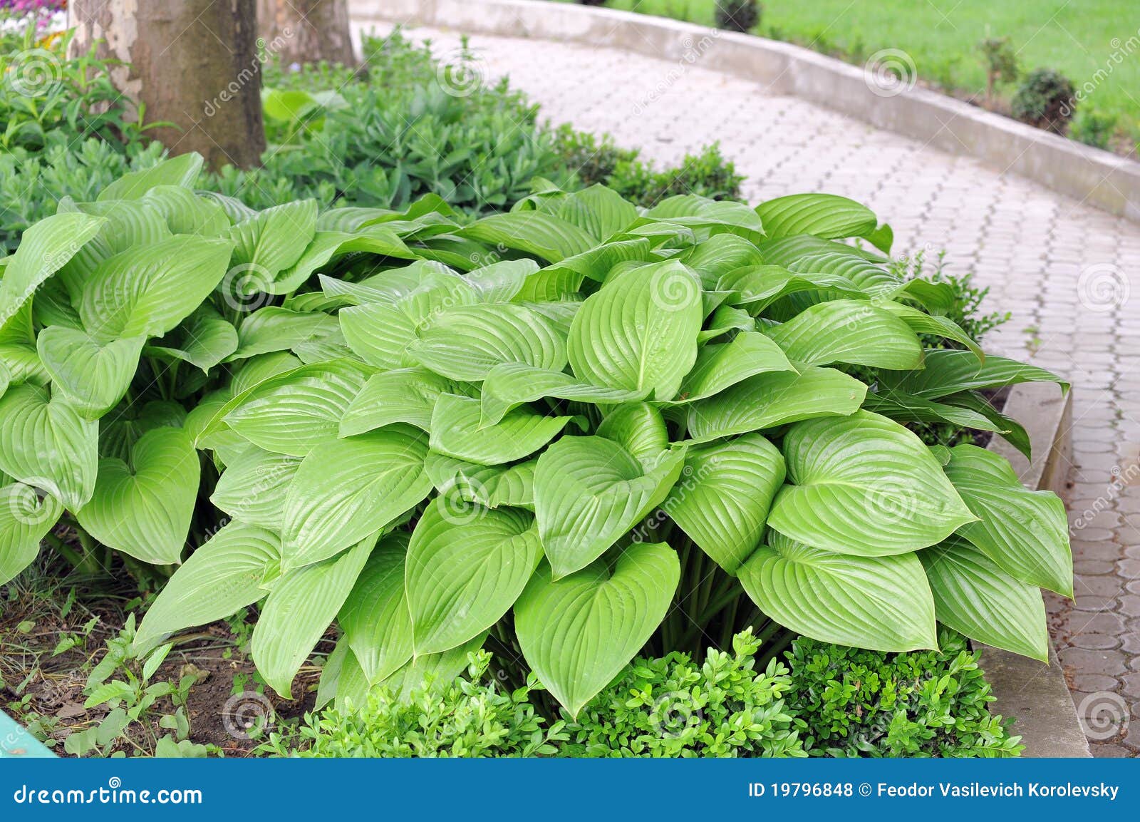 Hosta.Funkia. stock photo. Image of large, landscape - 19796848