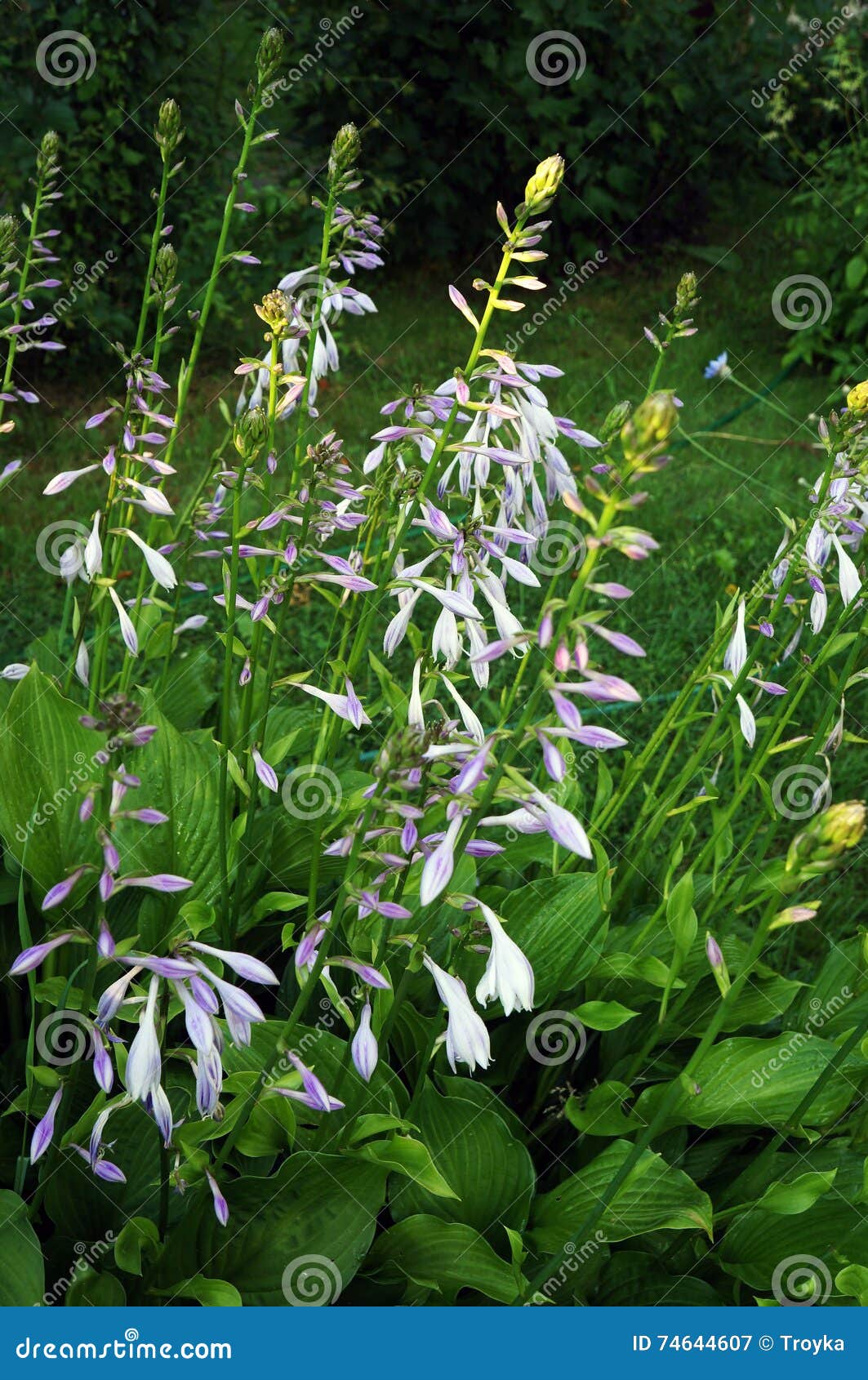 Hosta (Funkia Or Plantain Lily) Flower Spike On White Background ...