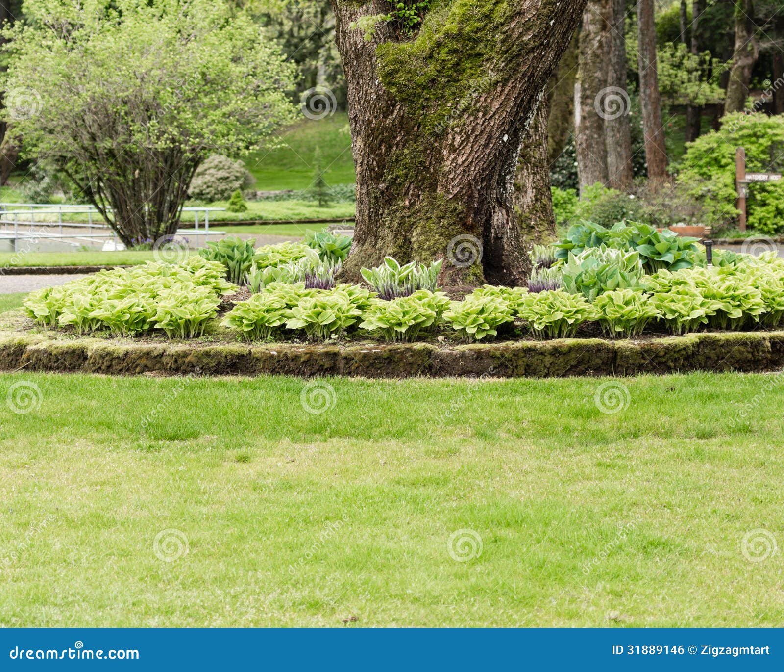 Hosta In The Garden. This Shade-tolerant Plant Belongs To The Family ...