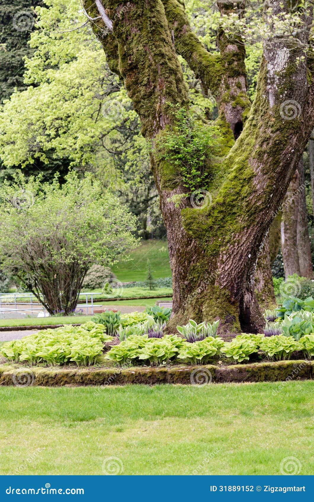 Hosta In The Garden. This Shade-tolerant Plant Belongs To The Family ...